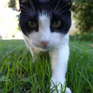 Steam Community :: connie