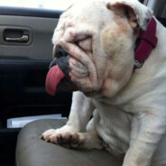 Steam Community :: daniel