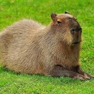 Steam Community :: Group :: capybara//peek