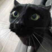 Steam Community :: 𝐆𝐚𝐭𝐨 𝐏𝐫𝐞