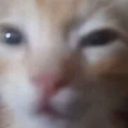 Steam Community :: Cat