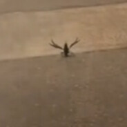 Steam Community :: Caleb Crawdad