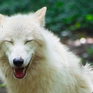 Steam Community :: Praxus