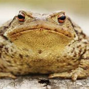 Steam Community :: Toad