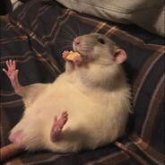 Steam Community :: gronkey the rat