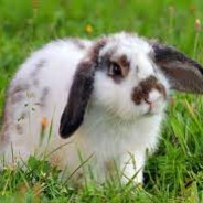 Steam Community :: rabbit bot