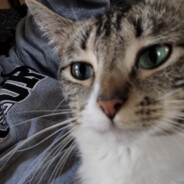 Steam Community :: Dove