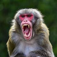 Steam Community :: Angry monke