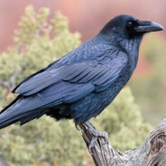 Steam Community :: Raven