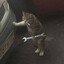 Steam Community :: Kitty Mechanic :: Item Inventory