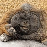 Steam Curator: the hunky monkeys