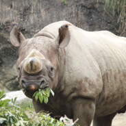 Steam Community :: starworld.ryu1205