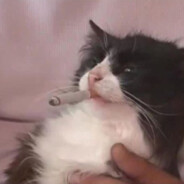 Steam Community :: CHONK o7