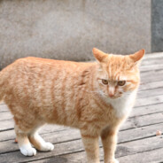 Steam Community :: imissu