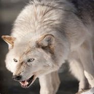 Steam Community :: SABERWOLF