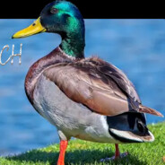 Steam Community :: asdawd