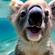 Steam Community :: KOALA