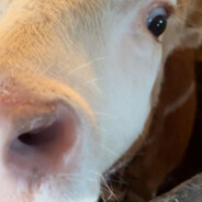 Steam Community :: poxui