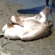 Steam Community :: H_arfang