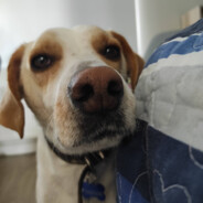 Steam Community :: Sebas