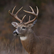 Steam Community :: Buck