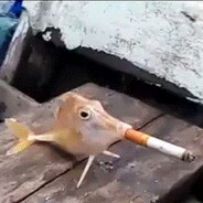 Steam Community :: Z?KoZ