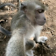 Steam Community :: Monkey