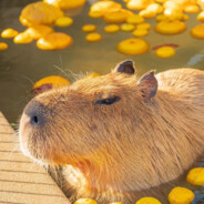 Steam Community :: Flying Capybara
