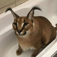 Steam Community :: floppa