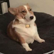 Steam Community :: dogs go woof