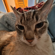 Steam Community :: Stale Chicken Nuggets