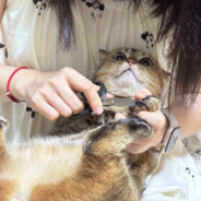 Steam Community :: Book..