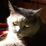 Steam Community :: Grumpy