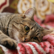 Steam Community :: skywhywalker