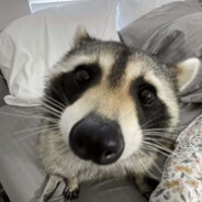 Steam Community :: Deranged