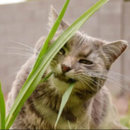 Steam Community :: Rudy