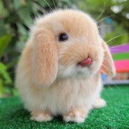 Steam Community :: Bunny Fiend