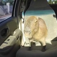 Steam Community :: Group :: capybara team
