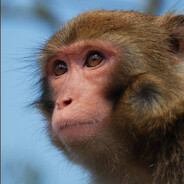 Steam Community :: Monkey Man