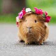 Steam Community :: smol.capybara