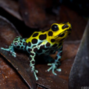 Steam Community :: the disabled frog