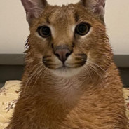 Steam Community :: Floppa