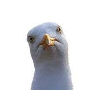 Steam Community :: Steven Seagull