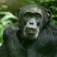 Steam Community :: chimp@bandit