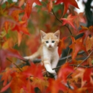 Steam Community :: Katty_Mongoose