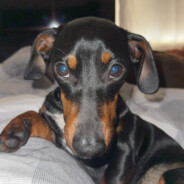 Steam Community :: Dangey