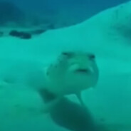 Steam Community :: Confused_Fish