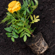 Steam Community :: RootBound