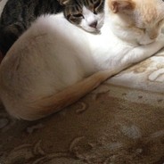 Steam Community :: takanoko