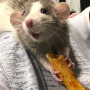 Steam Community :: Lil Ratty